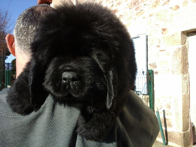 Accueil - Elevage familial des fôrets d'urfé -GARD (30)- eleveur Terre ...